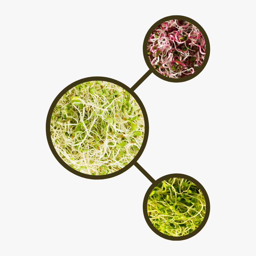 Alfalfa, Radish, and Clover - Sprouting Seeds Combo 500g Each ...